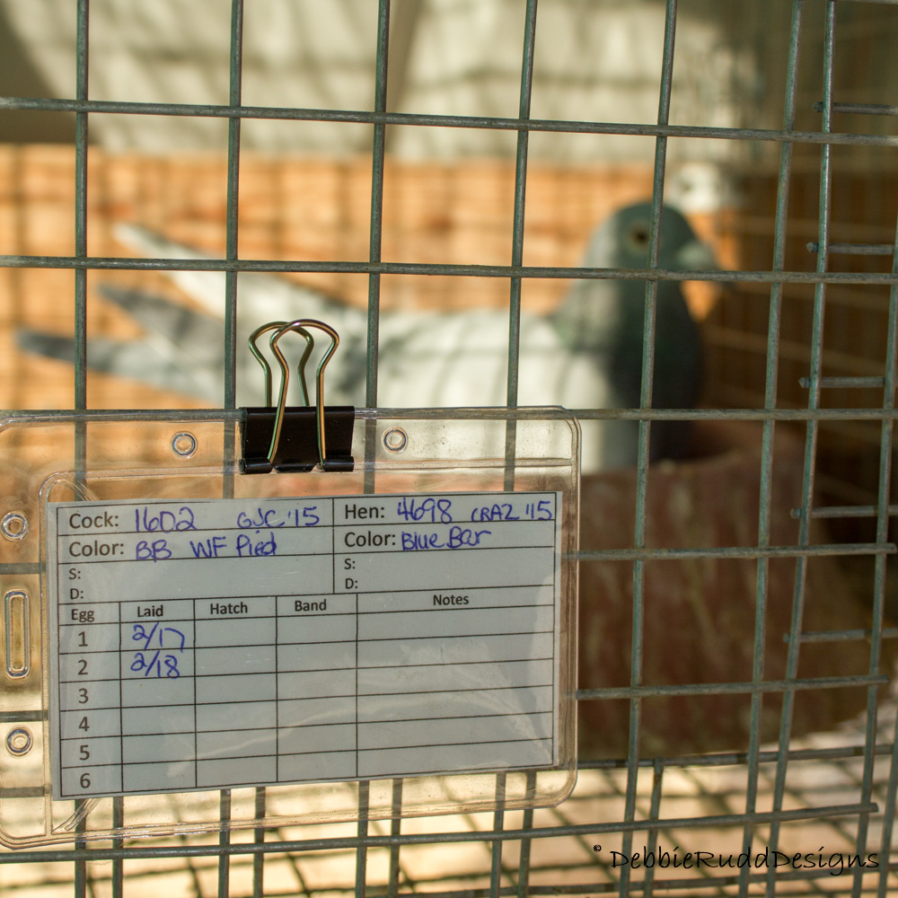 Reflections of Me: Pigeon Pairs Record Cards