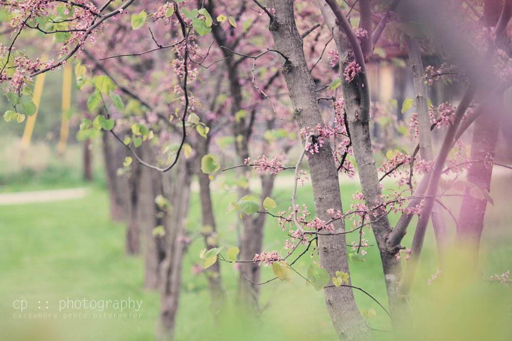 sassafras: spring garden :: nature photography