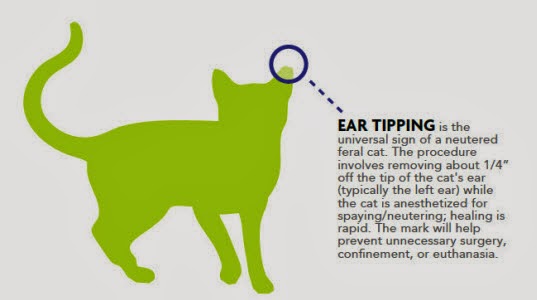 Love Kuching Project @luvkuching - kitten adoption, rescue, TNR ...