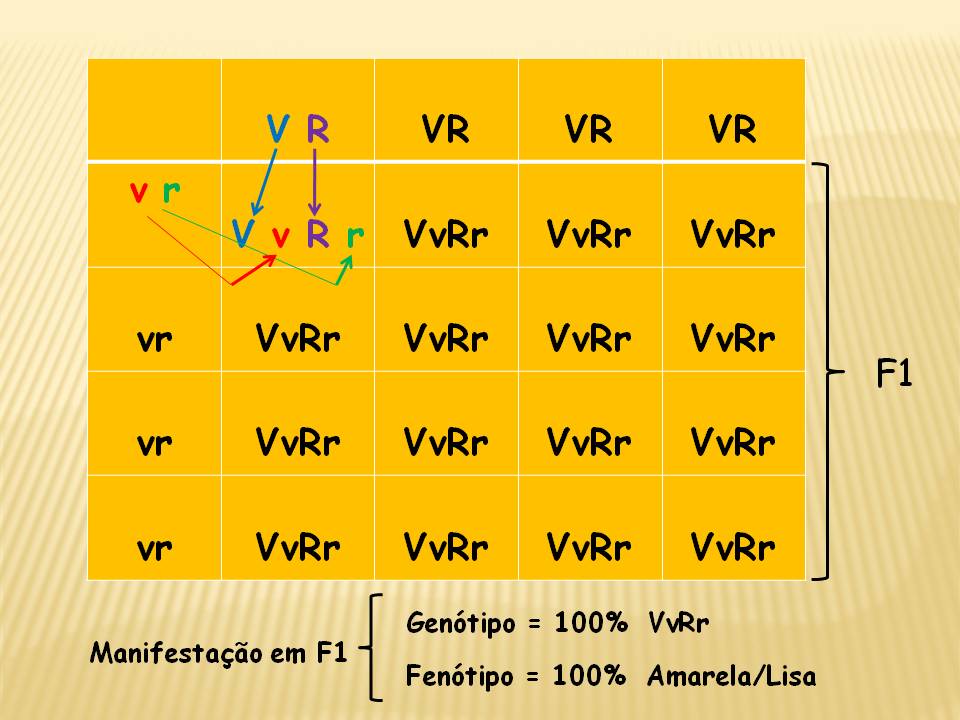 Blog do Prof. Vitor Manzke: 2ª Lei de Mendel (Diibridismo)