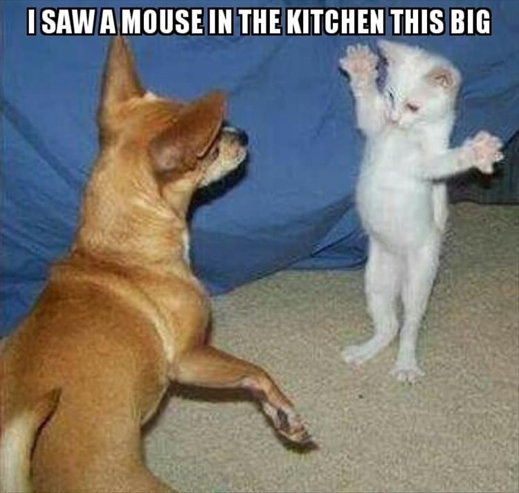 20 Funny Cat Memes About "Funny" Because, Let's Face It, We'll Never Be ...