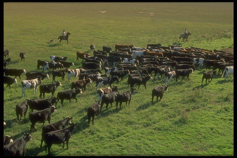 Pampas of Argentina: Pampas blog