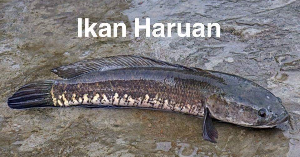 Beautiful Lie in a Beautiful Life: Ikan Haruan