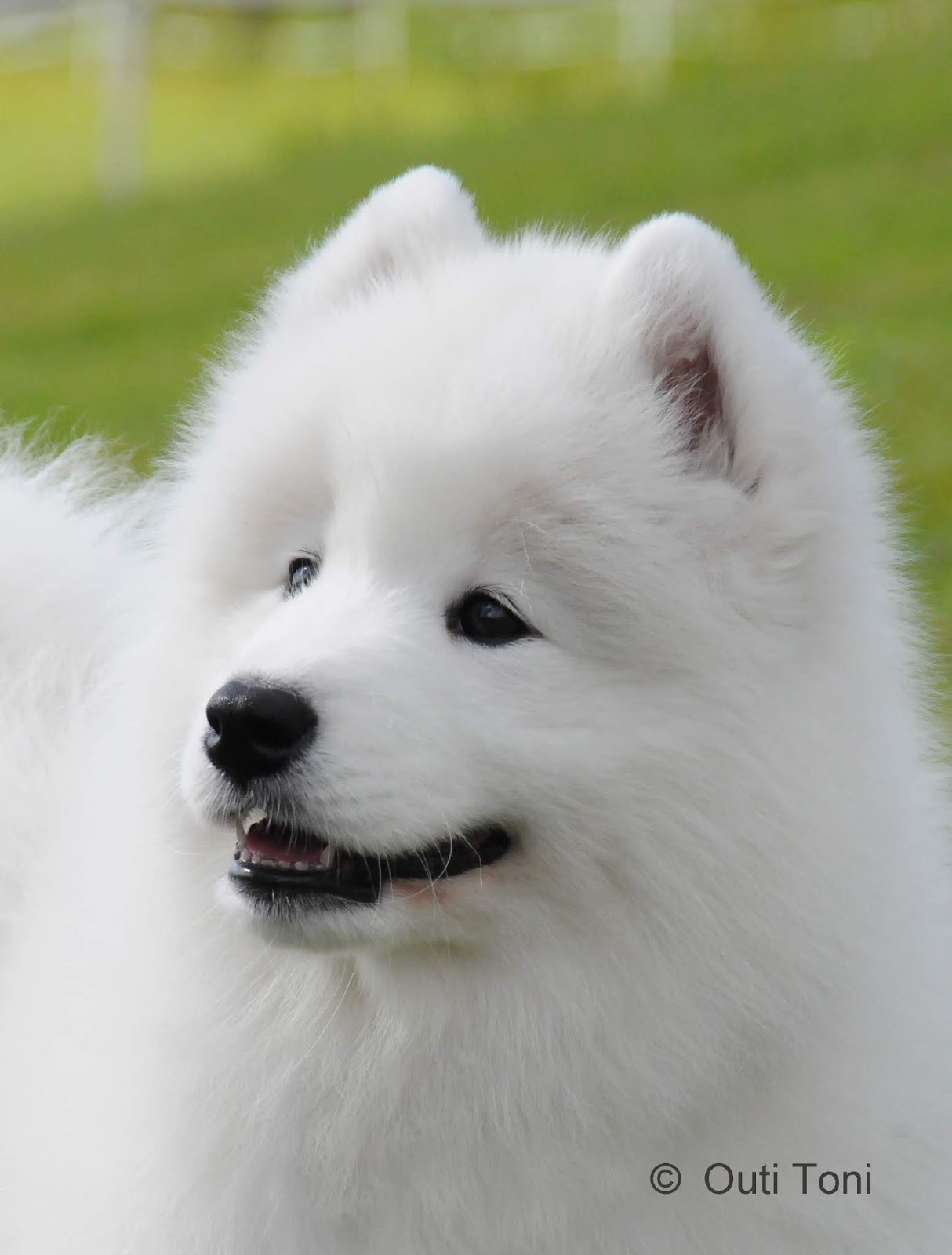 Ice Paradise's Samojedit: Samojedinkoira