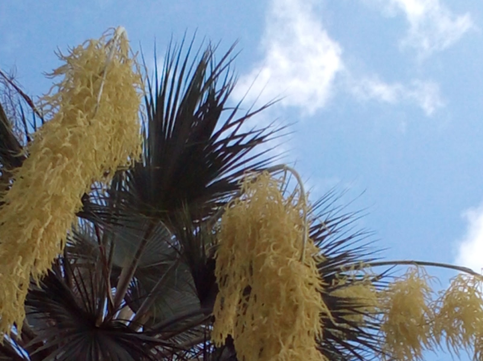 Palma Blu del Messico (Brahea armata), una Palma dai Lunghi Fiori | Il ...