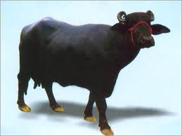 Highest Milk Yield by Buffalo in Pakistan