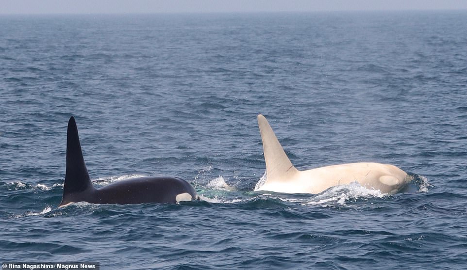 Two incredibly rare white orcas are spotted off the coast of Japan