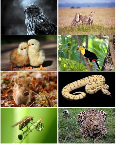 Multi Animals Wallpaper 3 ~ Blast of Wallpapers