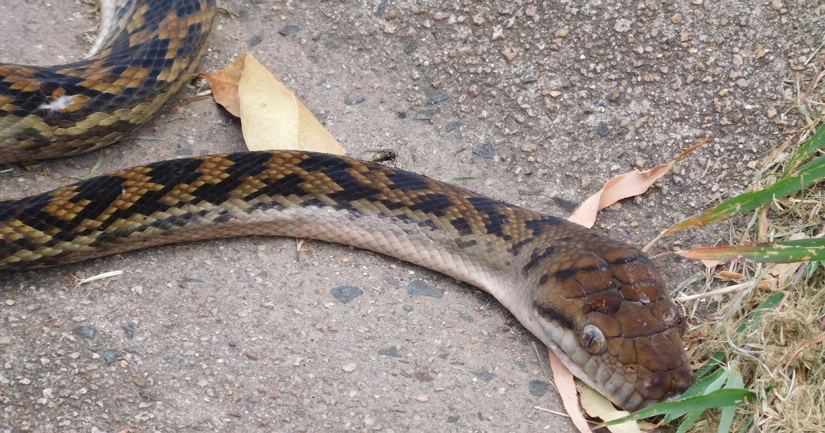 Melbourne to Far North Queensland: Een Scrub Python