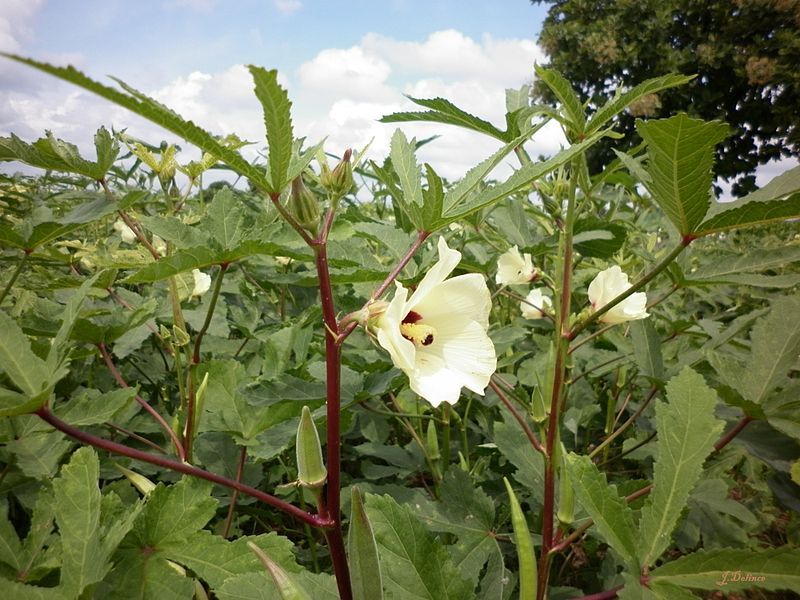 All about Ayurveda and Herbs: Lady Finger (Hibiscus esculentus) or Okra ...