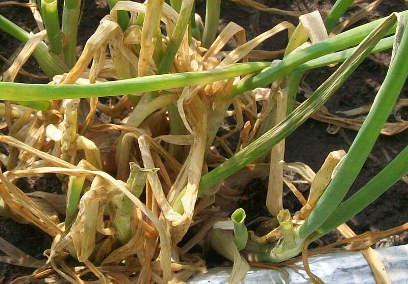 Bagaimana Mengatasi Busuk Akar pada Bawang Daun Yang Kena Jamur