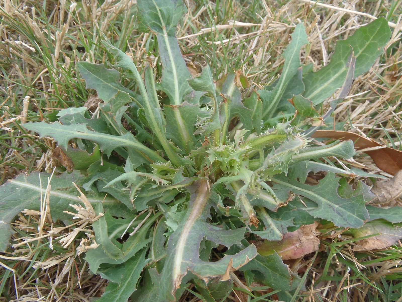 Becky's Blog - lots of fun shtuff: San Antonio Edible Weeds - What's in ...