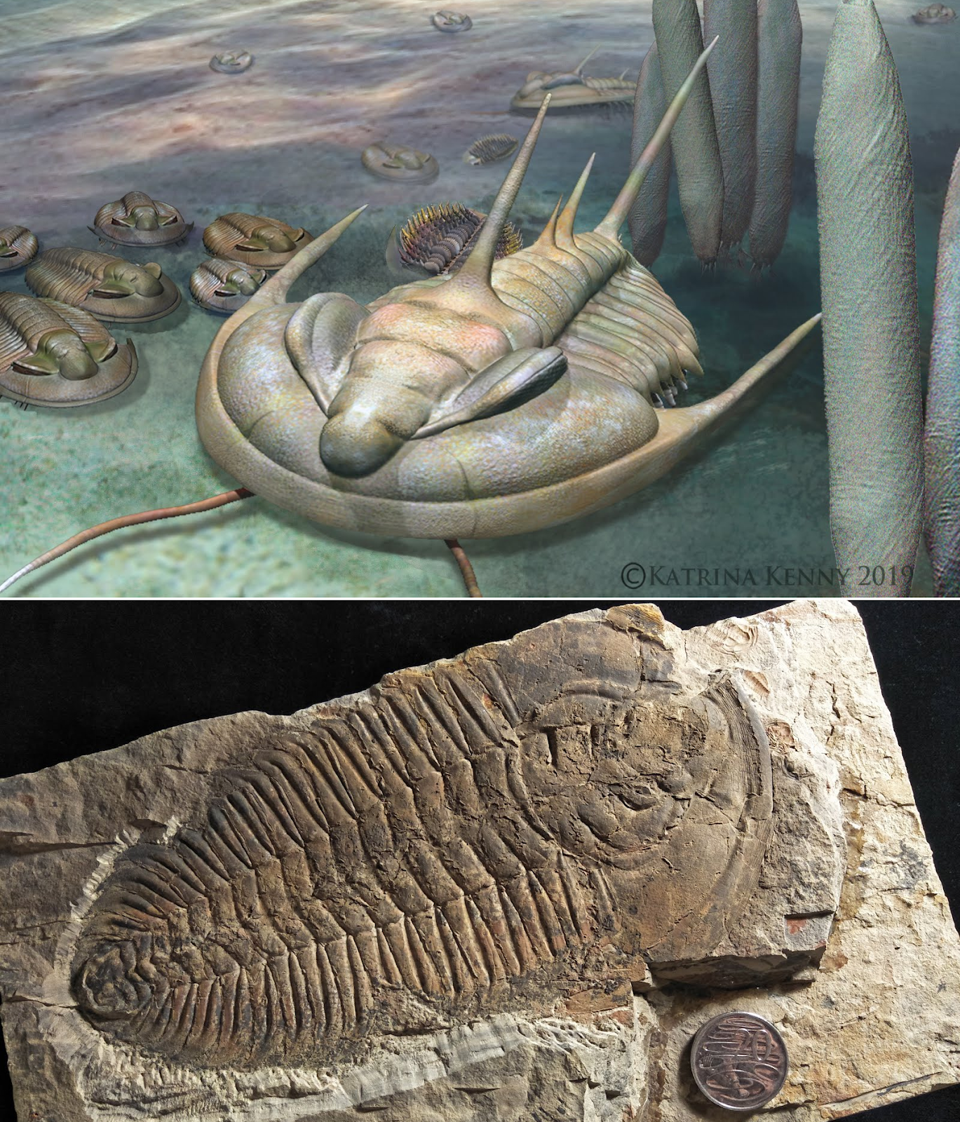 Species New to Science: [Paleontology • 2019] Redlichia rex • The ...