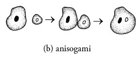 Cara Reproduksi Fungi : Seksual (generatif) dan Aseksual (Vegetatif)