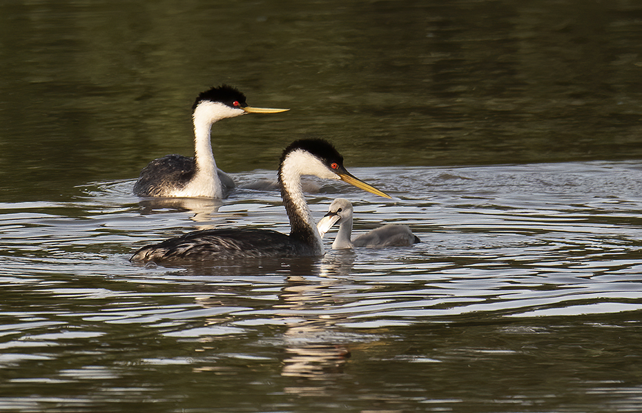 My Big Little World: The Male Western Grebe Is Feeding His Babies