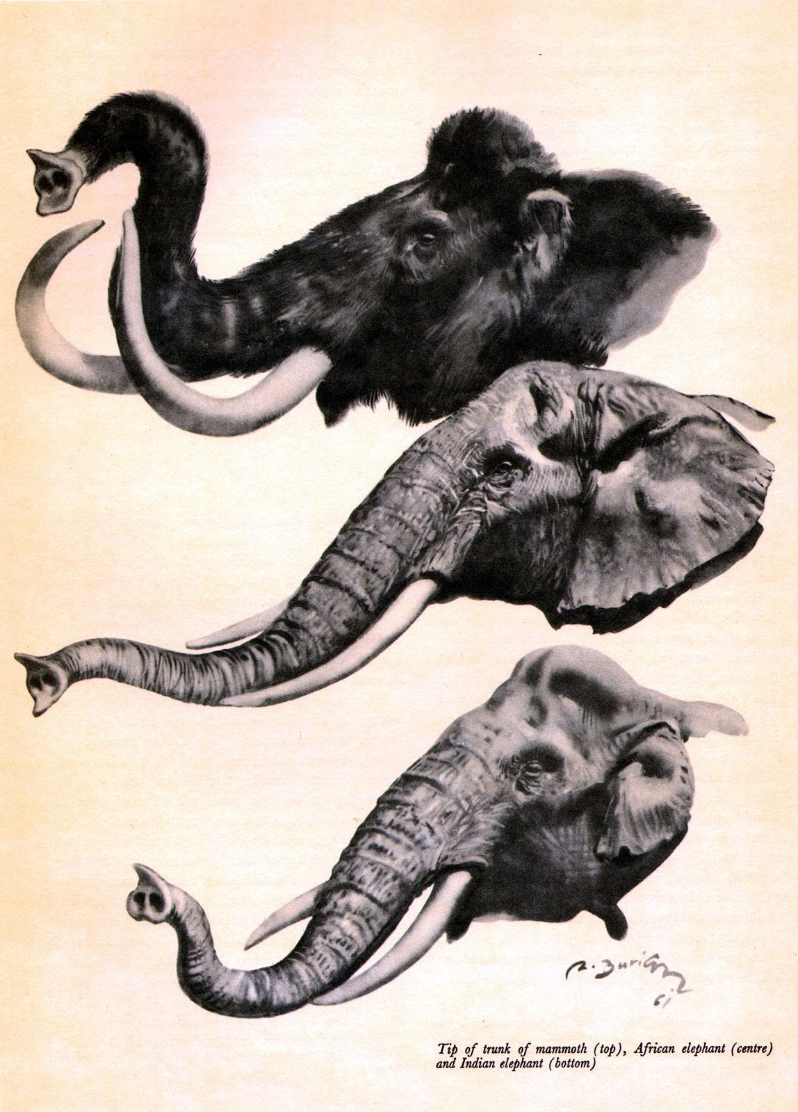 Zdeněk Burian: Elephant Heads