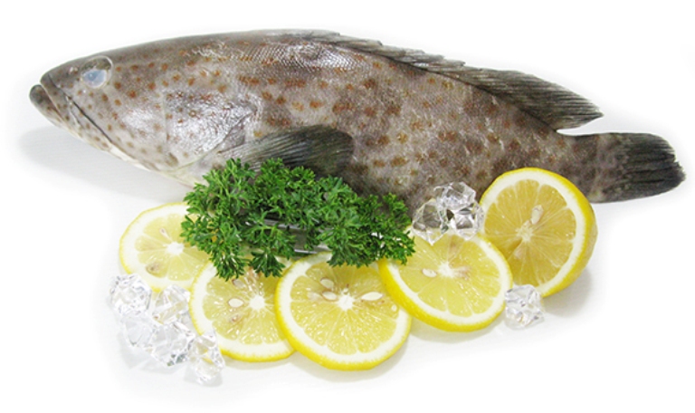 Grouper Fillet Supplier, Grouper Fish Manufacturers, Frozen Grouper ...