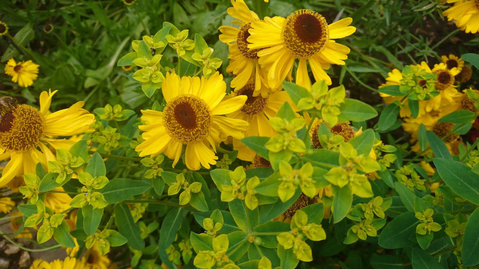 How to grow heleniums