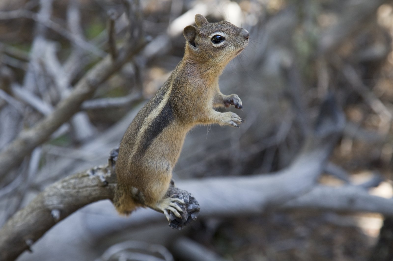 RonNewby: Chipmunk gone rogue Wild Basin Colorado