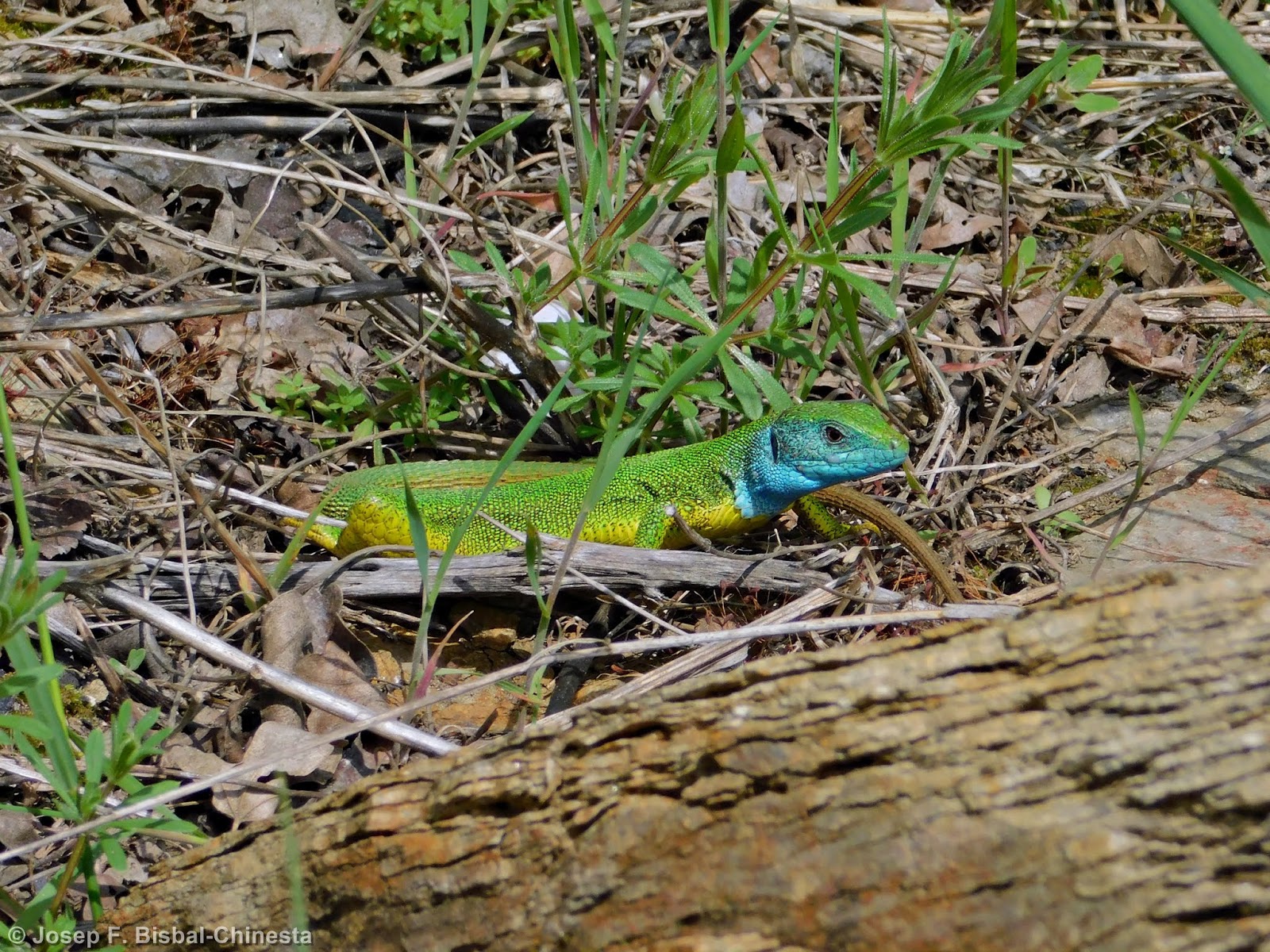 Sargantanes i Dragons: Lacerta viridis - Llangardaix verd oriental