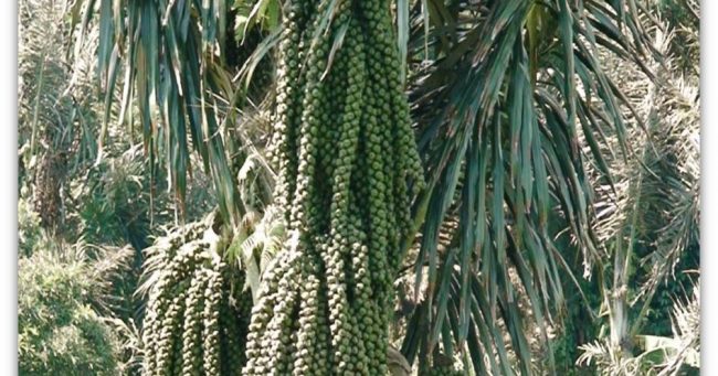 RANGER CAKRABUANA (GEMPPA): Pohon Aren Untuk Konservasi Tanah Dan Air