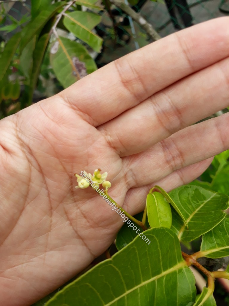 Healthy Nurul Beauty: Flowers to longan tree