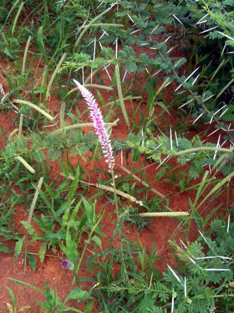 Thoughts from Botswana by Lauri Kubuitsile: Botswana's Wildflowers