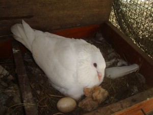 merpati: INFO TENTANG BURUNG MERPATI