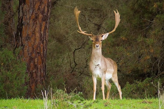 TRAS LAS HUELLAS DE HERÓDOTO. . . : LOS CÉRVIDOS.
