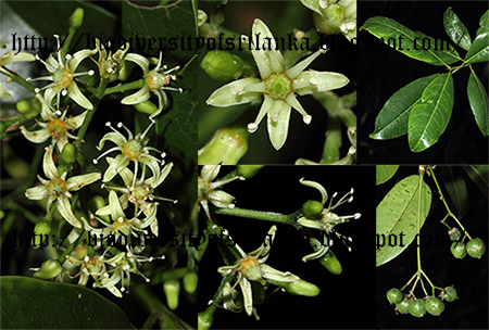 Biodiversity of Sri Lanka: අංකෙන්ද[Ankenda](Acronychia pedunculata)