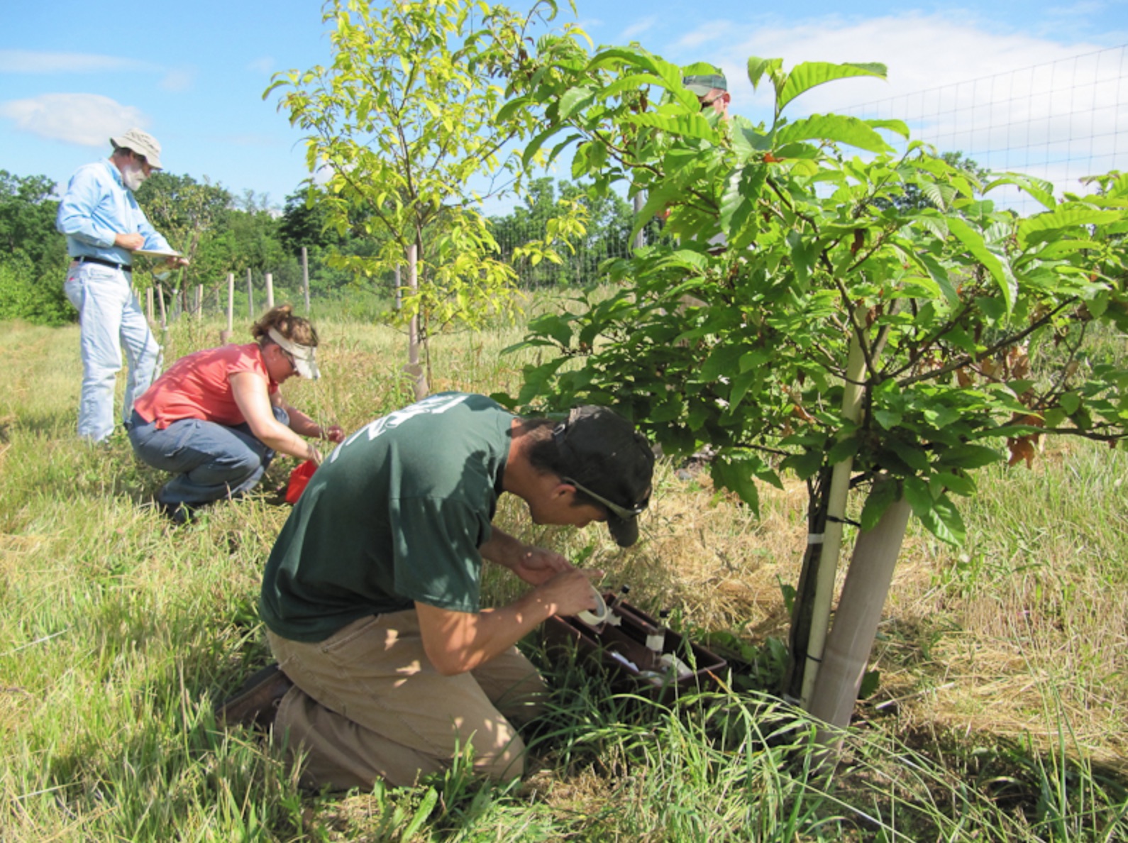 PA Environment Digest Blog: PA Chapter-The American Chestnut Foundation ...