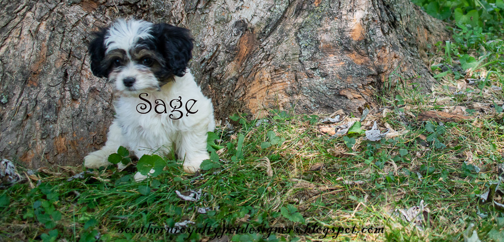 Southern Royalty Pet Designers: We have three Cavaton puppies available ...