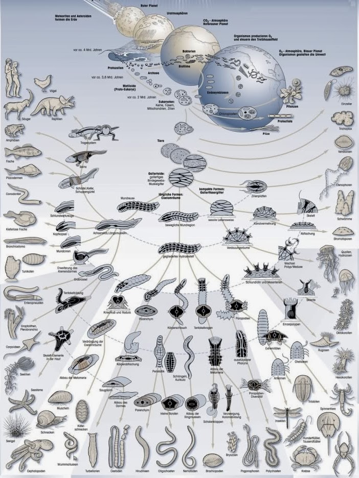 ESPECIES: EVOLUCIÓN: EVOLUCIÓN BIOLÓGICA