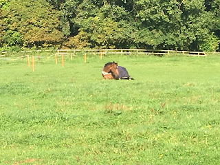 Simon Earle Racing: New horse arrives - Golden Hour