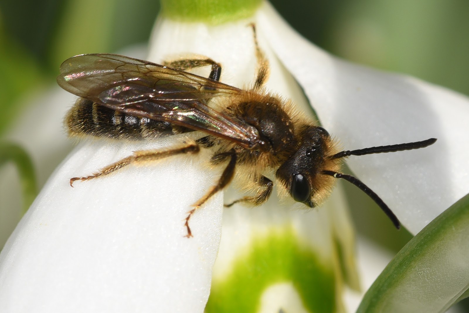 The good life: Bees mating and snow drops