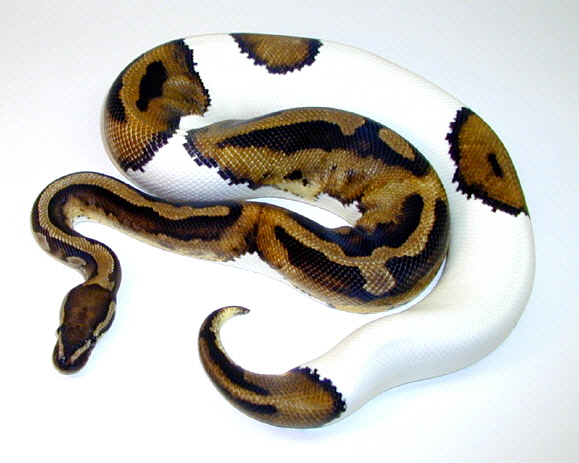 Snakes: Piebald Ball Python