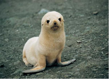 Vida de mamífero: A foca branca