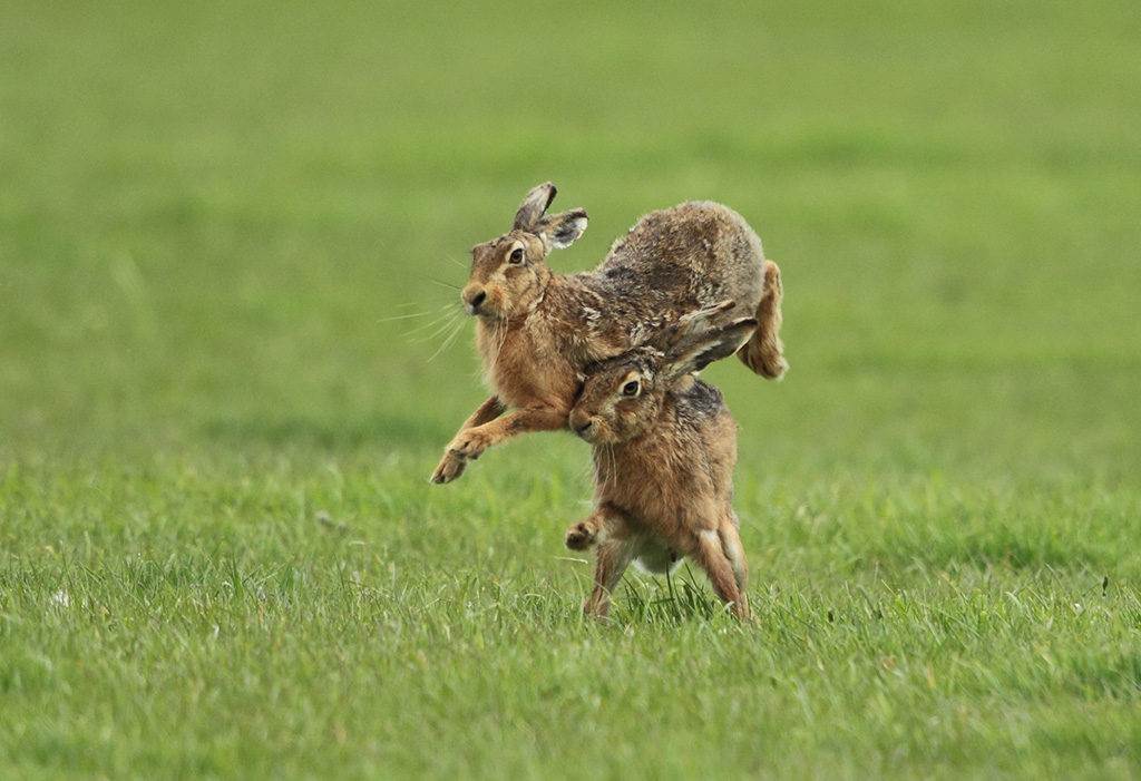 Martin Jump Wildlife Photographer: LANCASHIRE BROWN HARE PHOTOS.