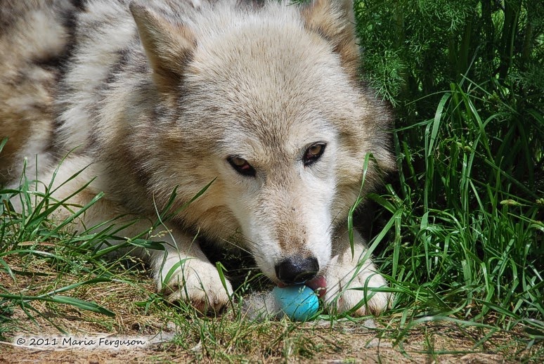 White Wolf : Springtime Wolves find the Easter eggs at Wolf Howl Animal ...