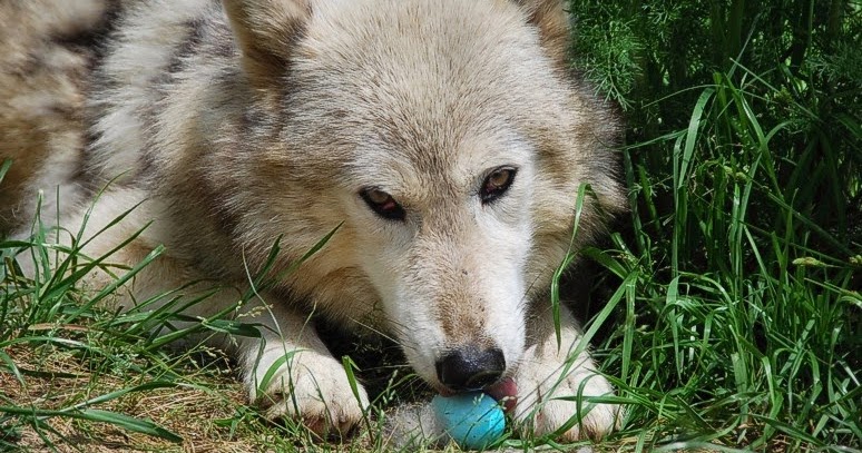 White Wolf : Springtime Wolves find the Easter eggs at Wolf Howl Animal ...