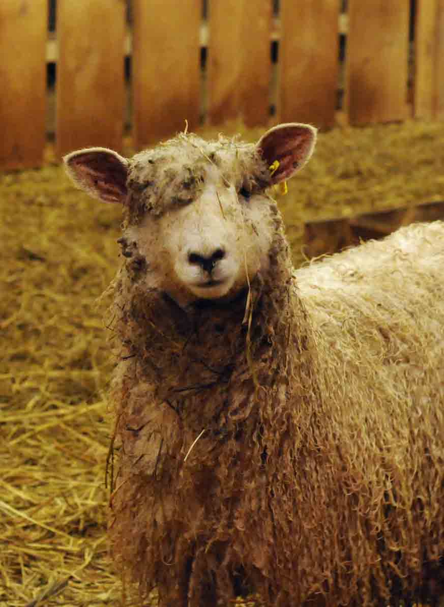 Punkin's Patch: Pretty Sheep