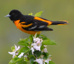 Flower Hill Farm: Wisteria Hysteria!