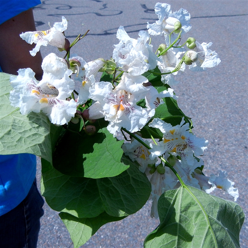 Capadia Designs: Neighborhood Mailbox Project - Part One