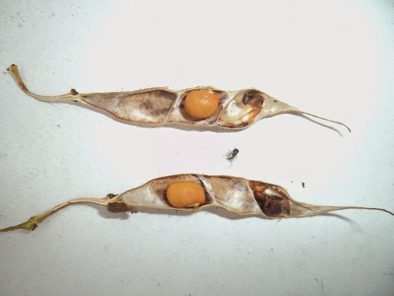 Its Sandy's World...: Some real field photos of Insect Pests of Pigeon ...