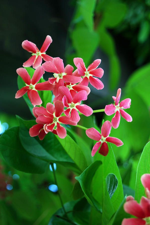 ~ Of Madhabilata, Kokil and a Fresh morning~ - Curries & Stories