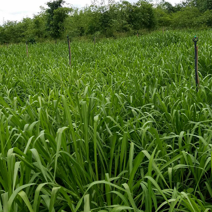 ស្មៅស៊ីមួង Purple Guinea Grass 10x Agriculture
