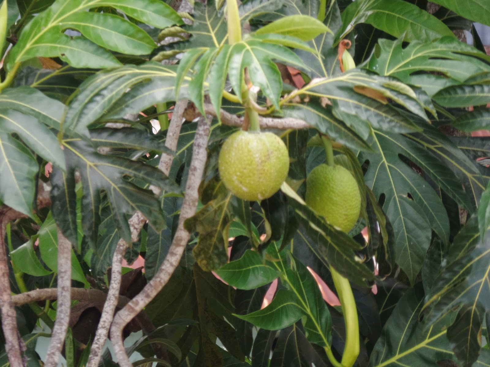 LA CASTAÑA O BUEN PAN, RICA Y NUTRITIVA AL ALCANCE DE TODOS. ~ RD SIN ...