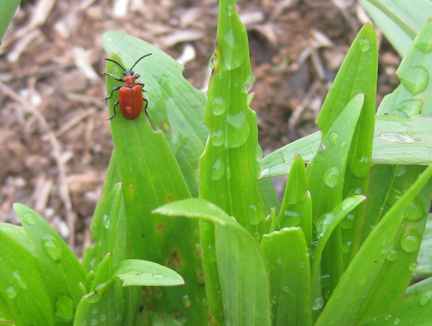Heidi in the garden: lily beetles