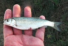 PESCI SULL' AMO: CAVEDANO ITALICO