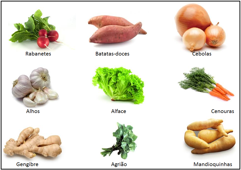 CIÊNCIA NA PELE: Exercícios sobre raízes, caules e folhas 7º ano ...